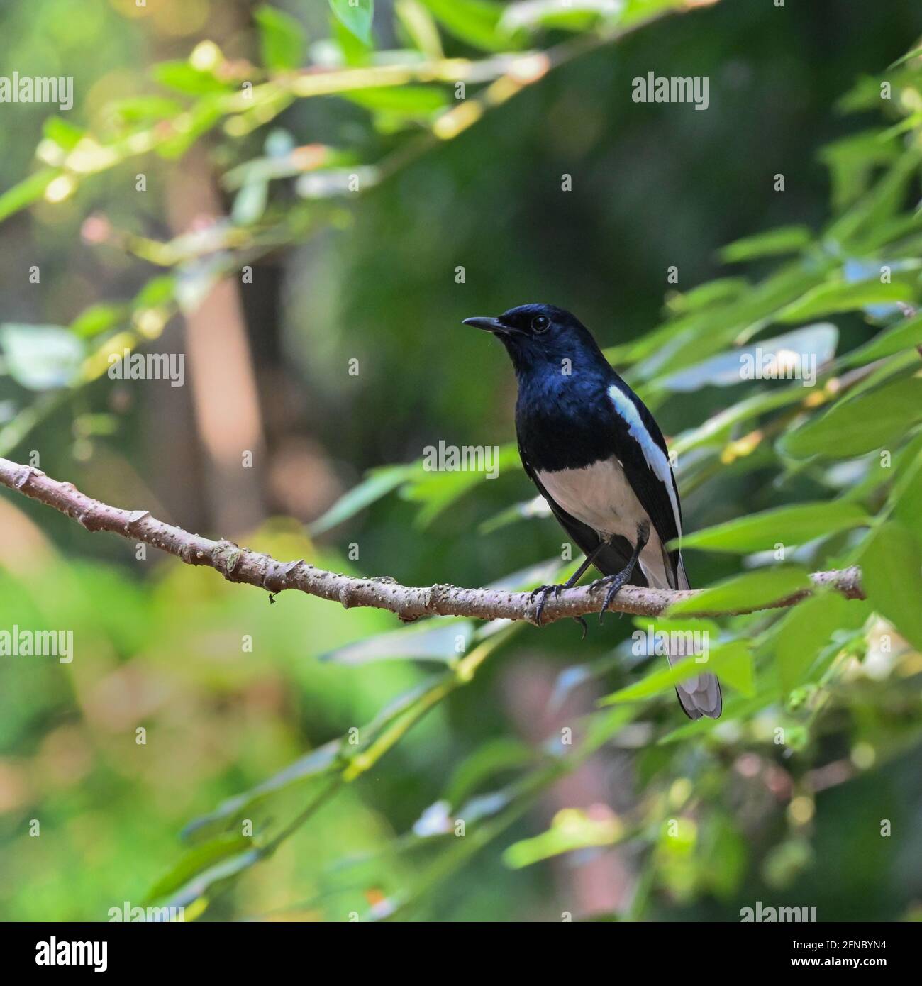 Bird on a branch Stock Photo - Alamy
