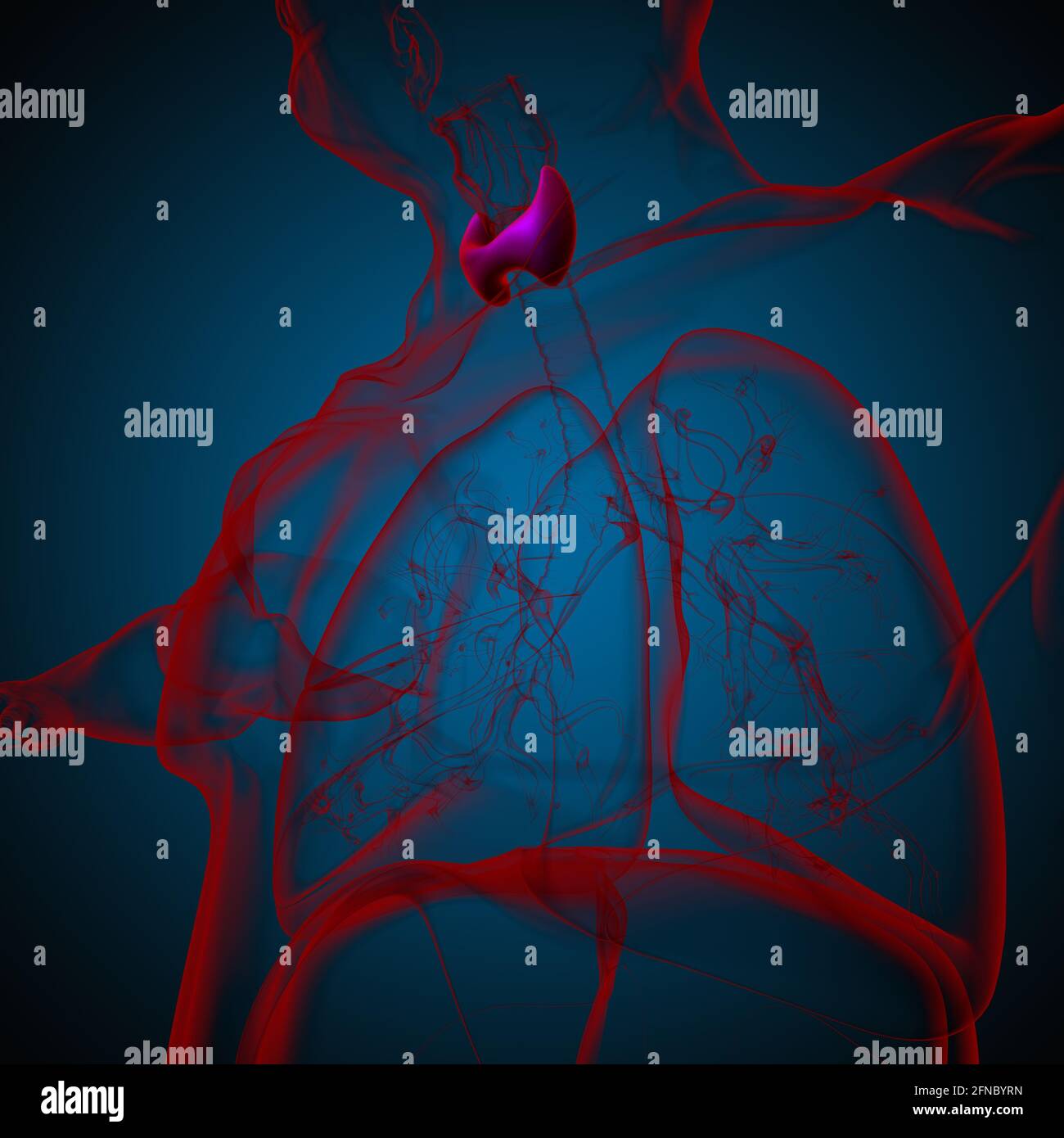 Thyroid Gland Anatomy For Medical Concept 3D Illustration Stock Photo ...