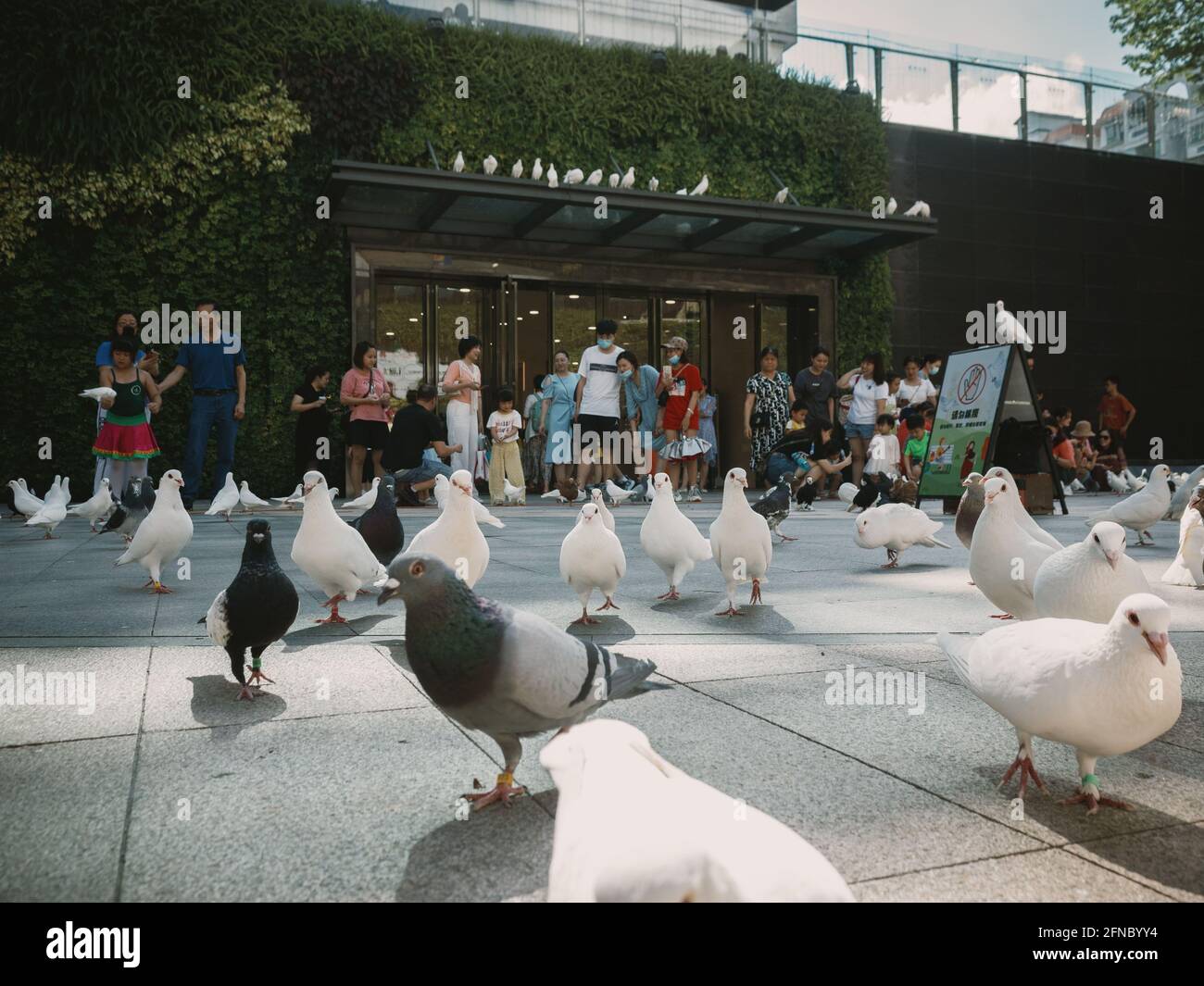 China pigeon hi-res stock photography and images - Alamy
