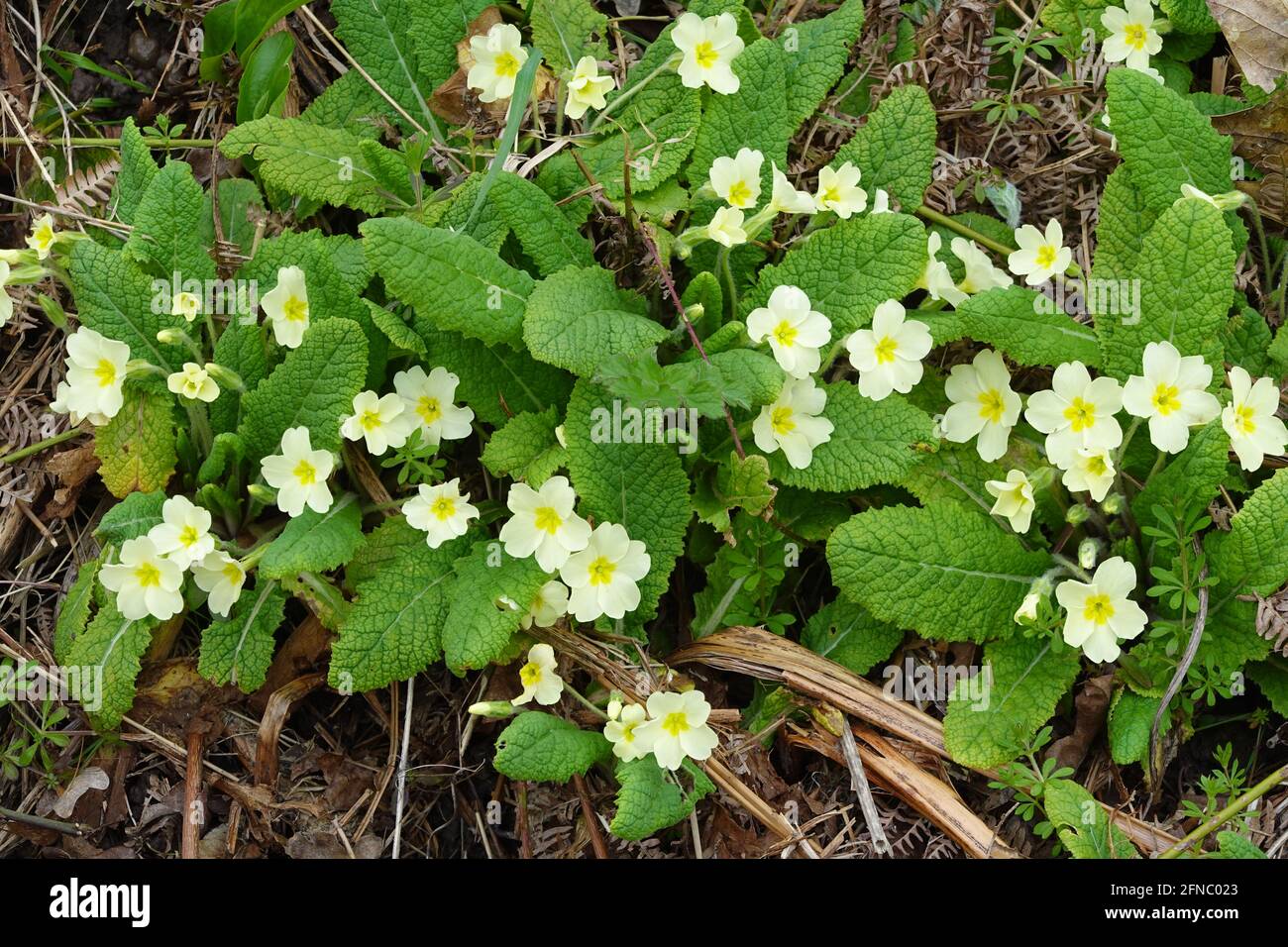 Wild primrose hi-res stock photography and images - Alamy
