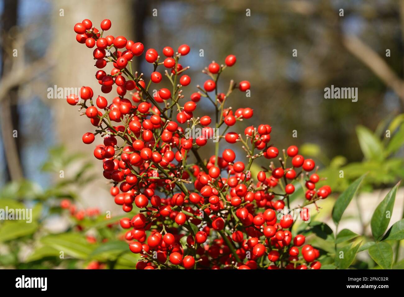 Nandina domestica, sacred bamboo Stock Photo - Alamy