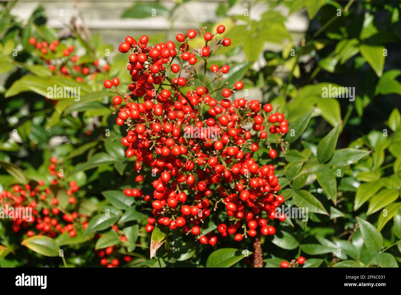 Nandina domestica, sacred bamboo Stock Photo - Alamy