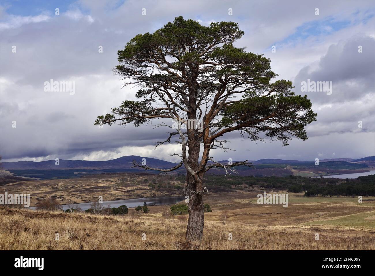 Conifer scottish highlands hi-res stock photography and images - Alamy