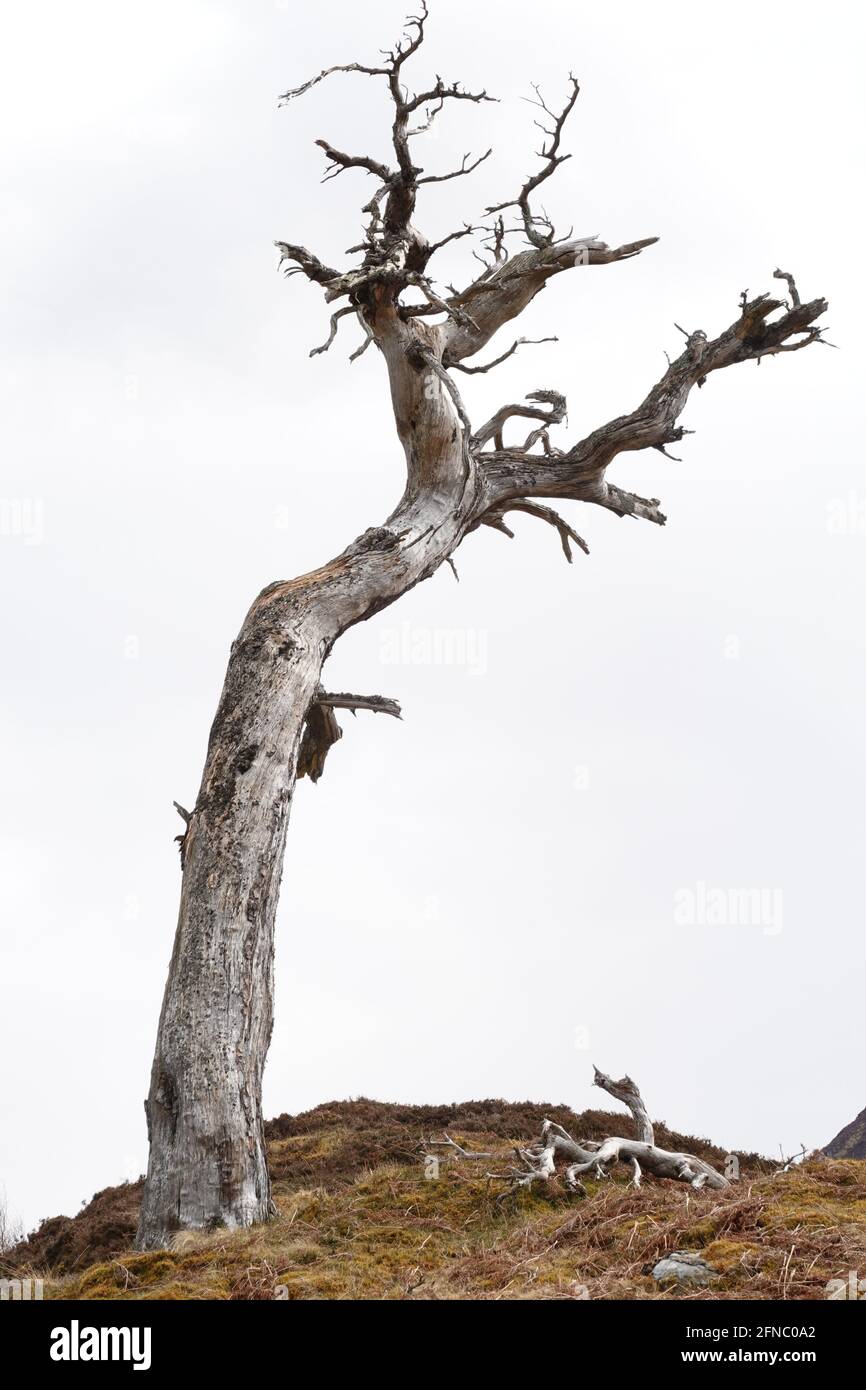 Single dead Scots pine Scottish Highlands Stock Photo - Alamy