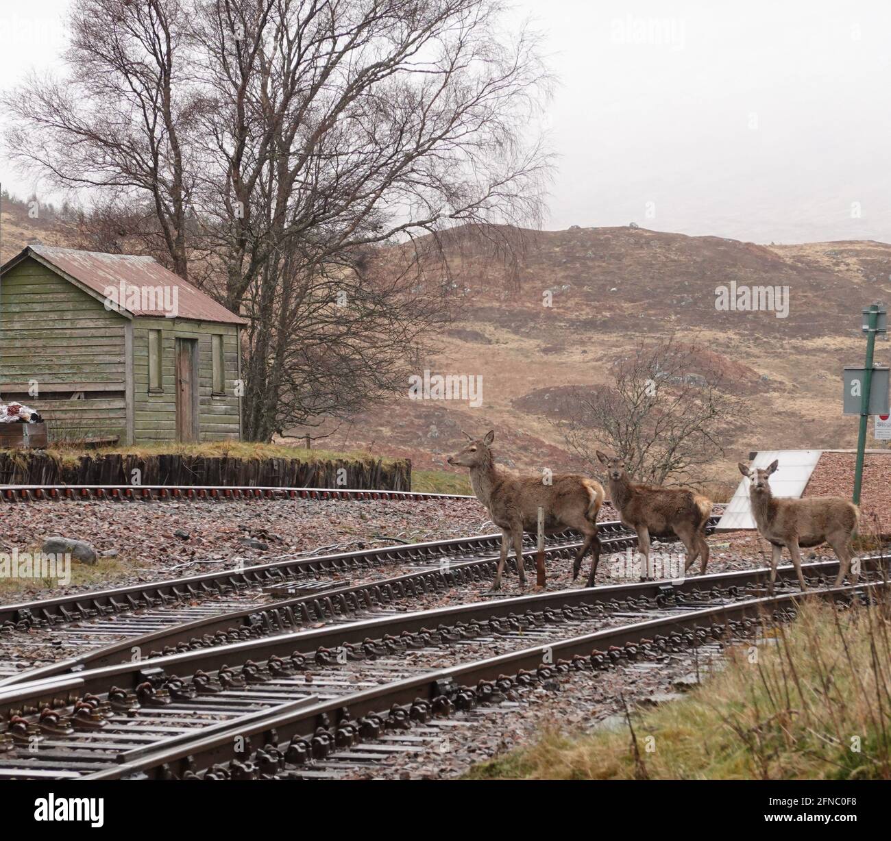 Deer highlands railway hi-res stock photography and images - Alamy