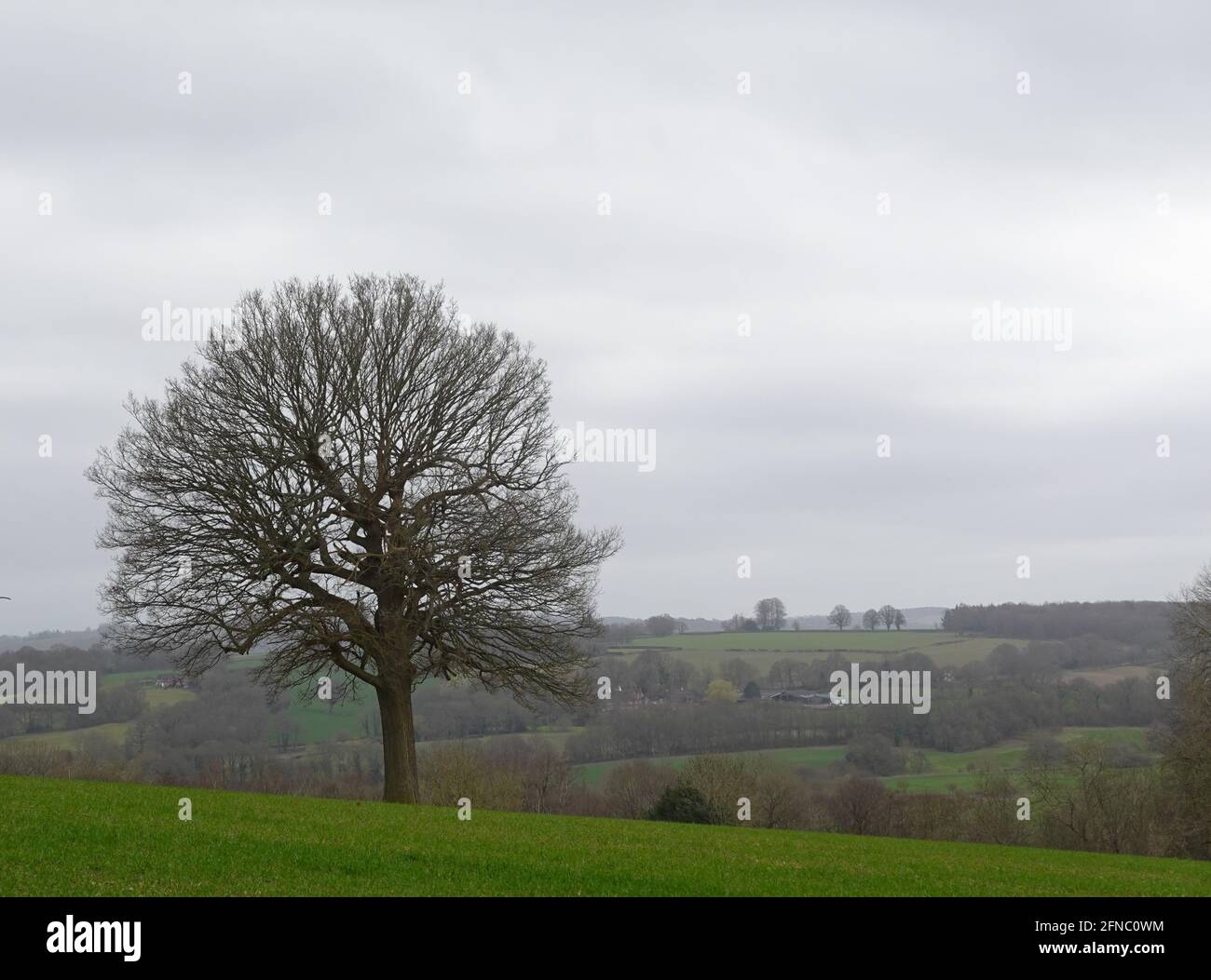 English oak tree in winter Stock Photo - Alamy