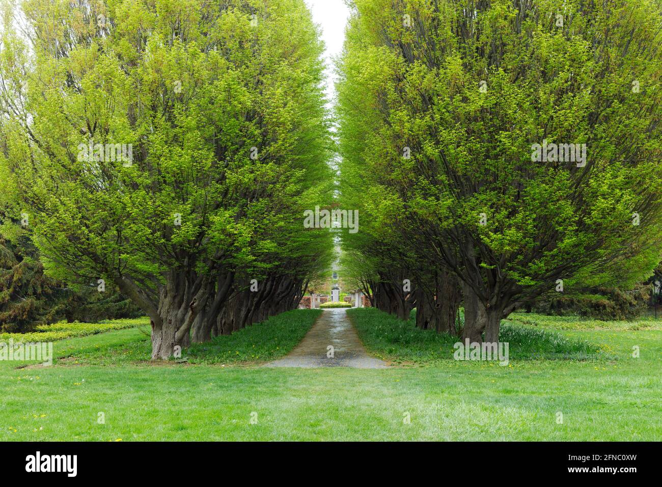 Hardwood trees hi-res stock photography and images - Alamy
