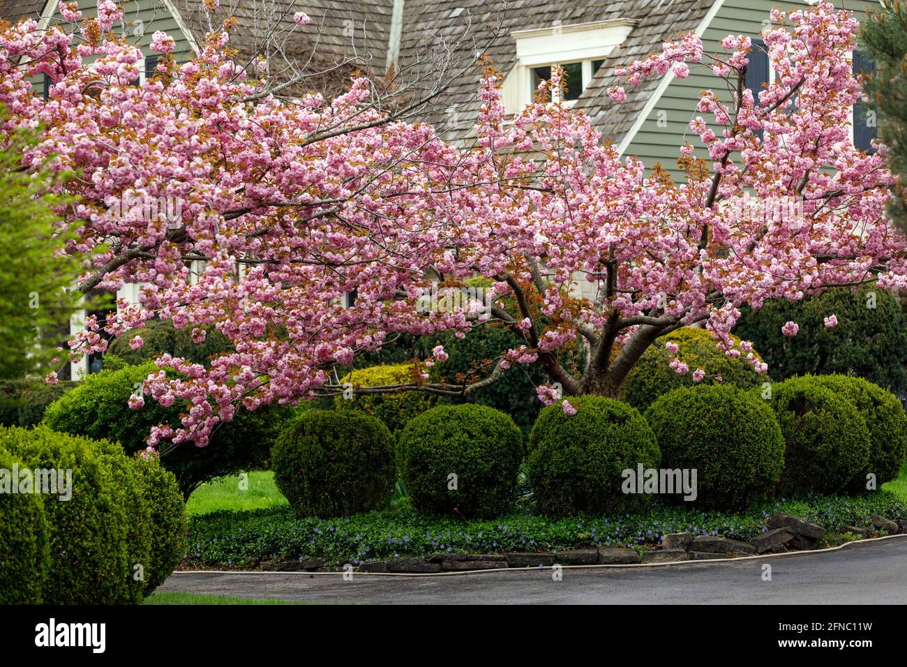 Flowering Japanese Cherry tree set in a house garden with trimmed round ...