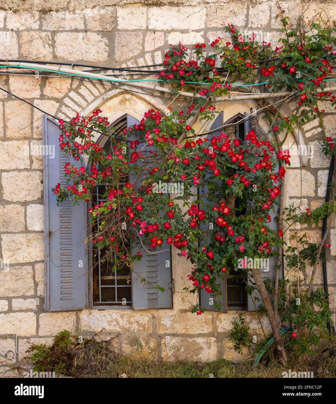 A bush with abundant red flowers, in front of a typical old Jerusalem ...