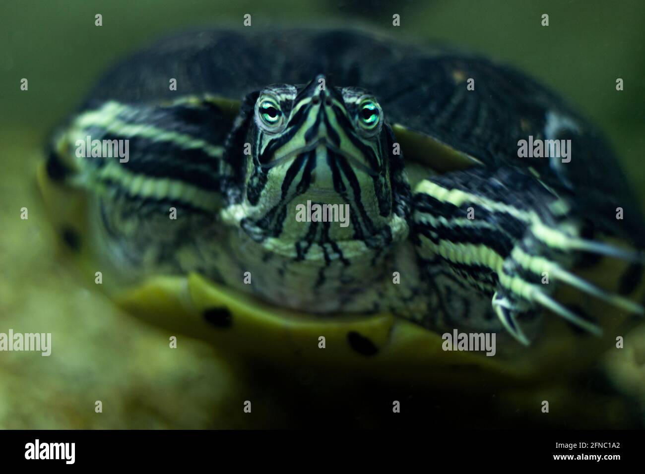 Close up of eyes of a swimming turtle; close up of turtle in water ...