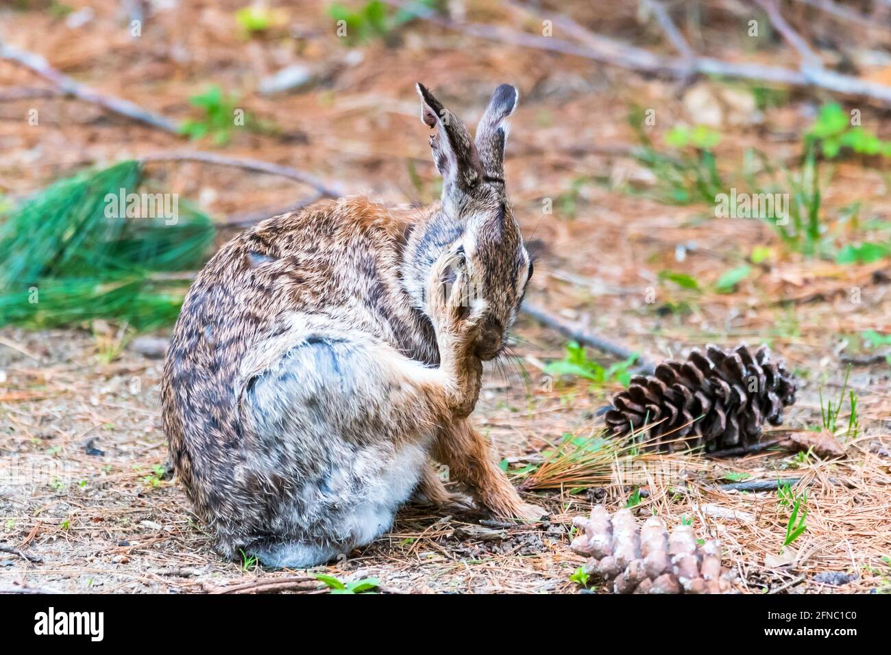 Rabbit cleaning hi-res stock photography and images - Alamy