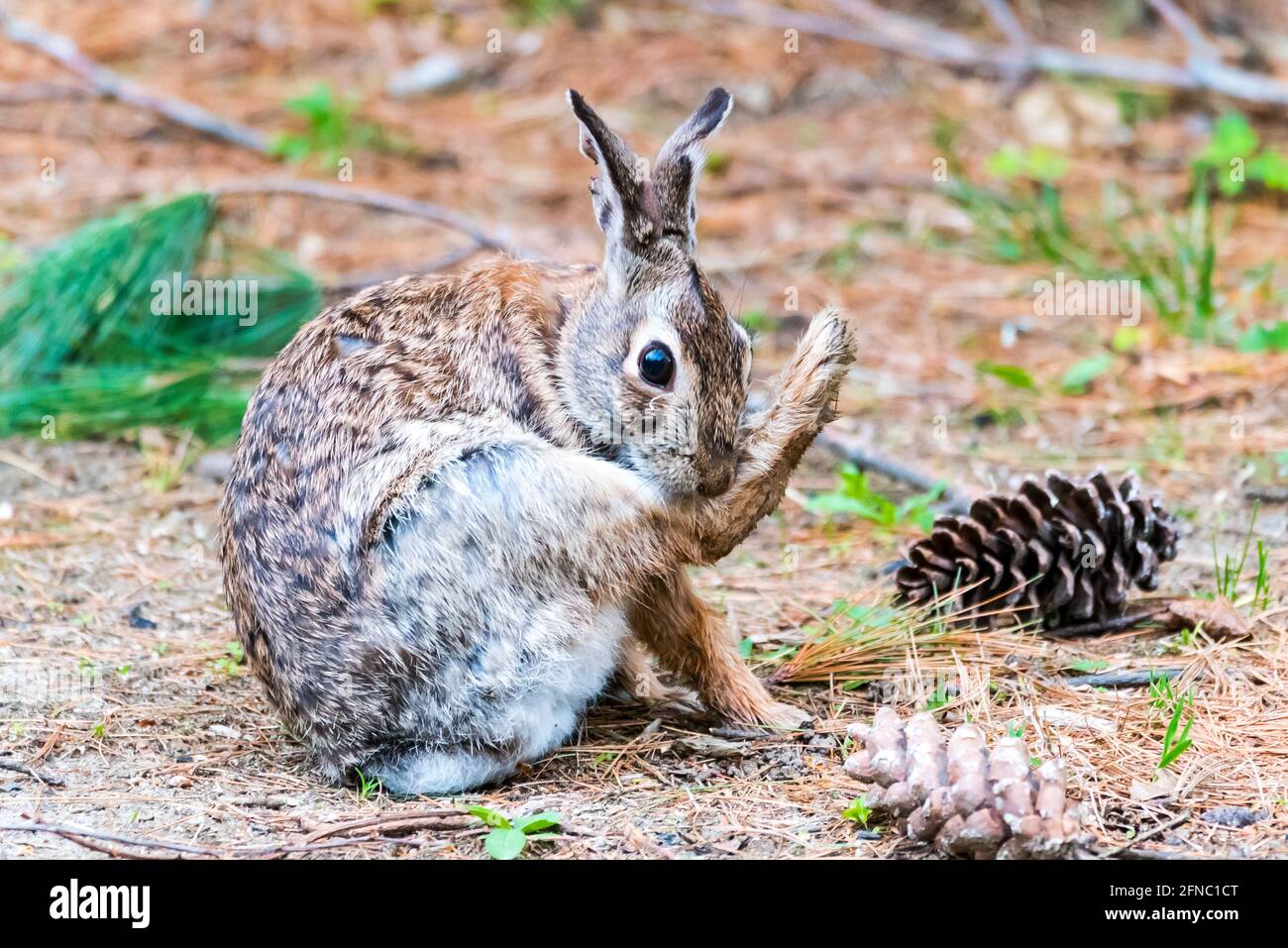 Rabbit cleaning hi-res stock photography and images - Alamy