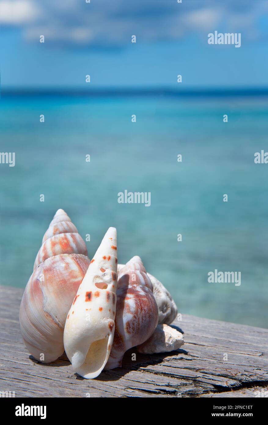 Seashells lie on the wooden pier with the sea ,sky and white clouds ...