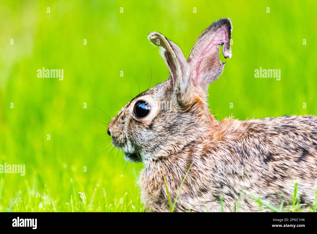 Facing Away From The Camera High Resolution Stock Photography and ...