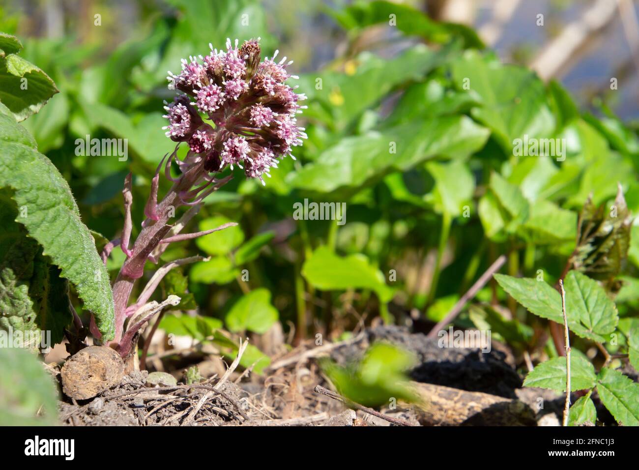 Purple blossom of the common butterbur, also called Petasites hybridus ...