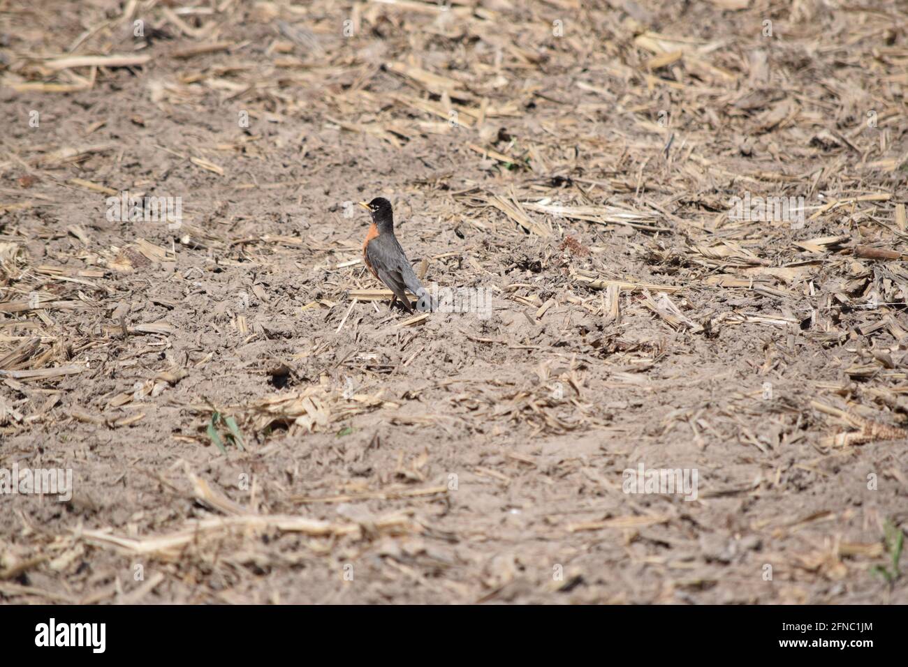 Male robin hi-res stock photography and images - Alamy