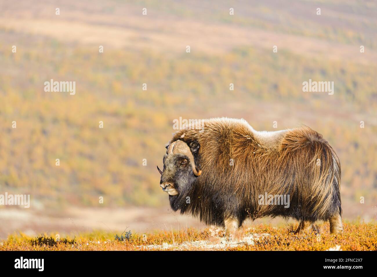 Ox mountain hi-res stock photography and images - Alamy
