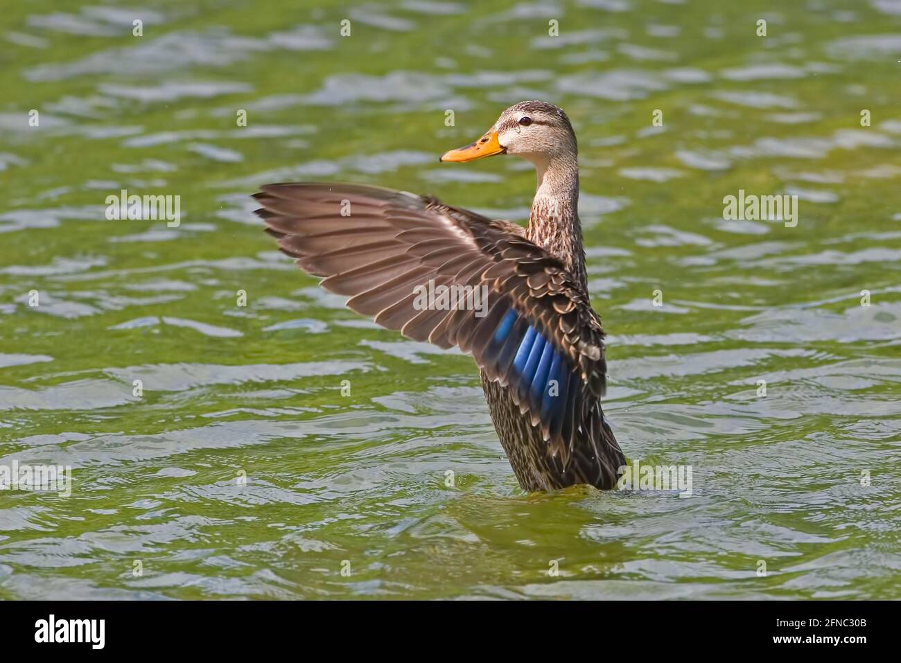 Mottled ducks anas fulvigula hi-res stock photography and images - Alamy