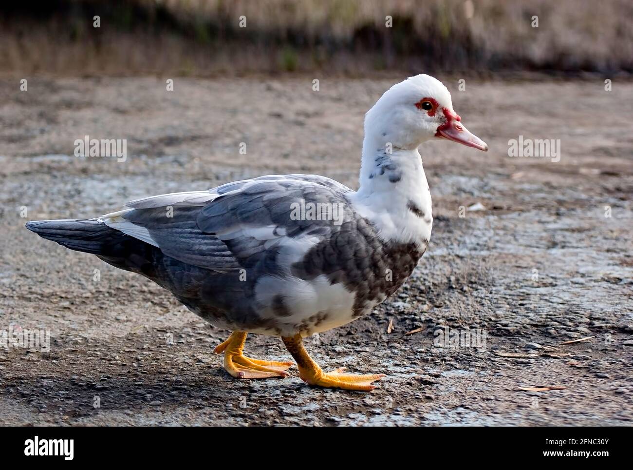 A Muscovy Duck, Cairina moschata, domesticated form Stock Photo - Alamy