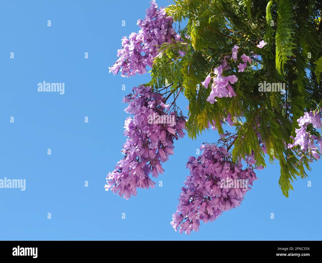 Jacaranda tree in bloom hi-res stock photography and images - Alamy