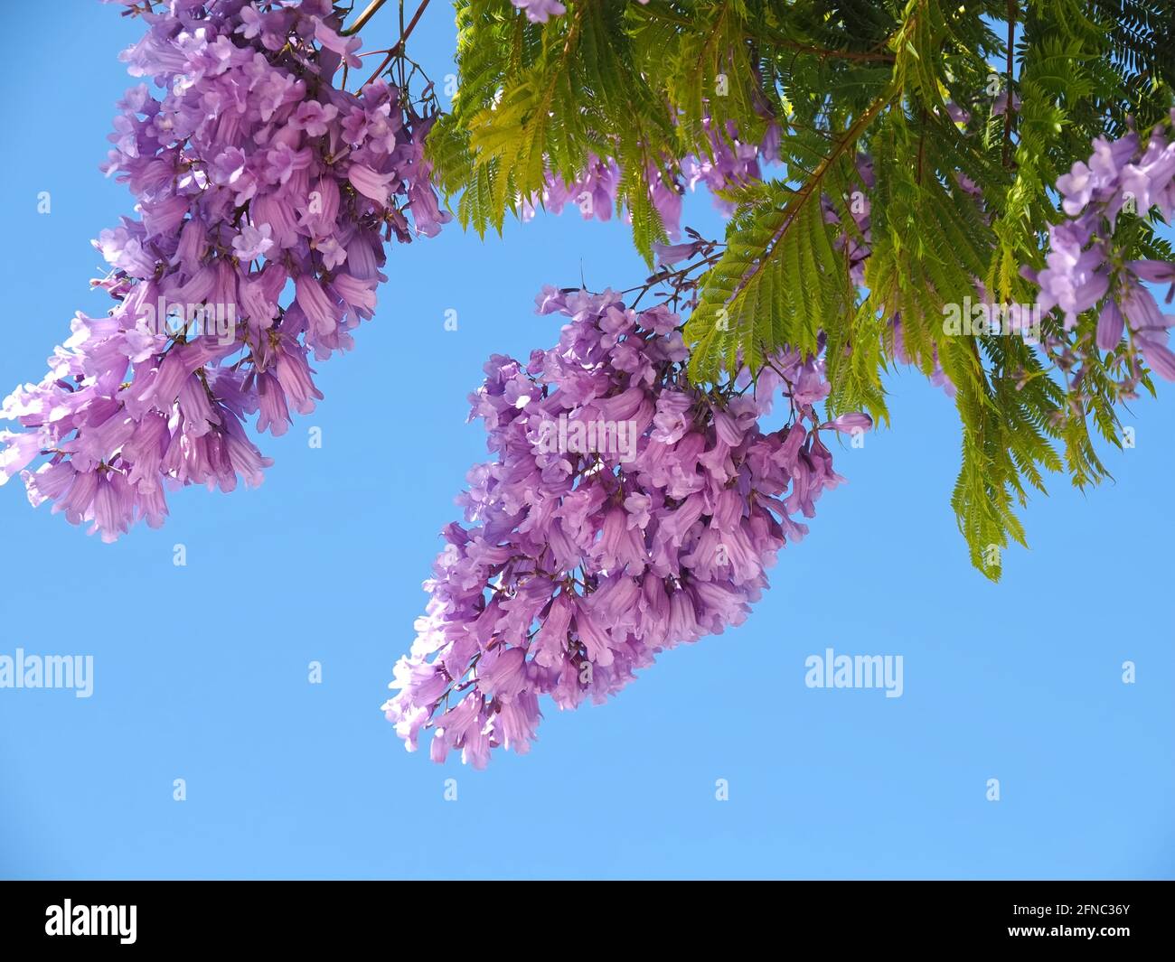 Jacaranda tree blossoms south africa hi-res stock photography and ...