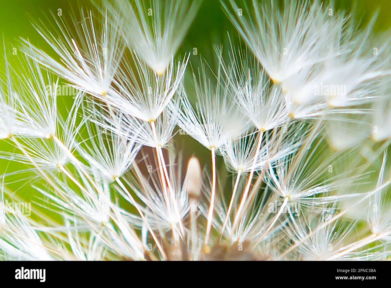 Dandelion Texture High Resolution Stock Photography and Images - Alamy