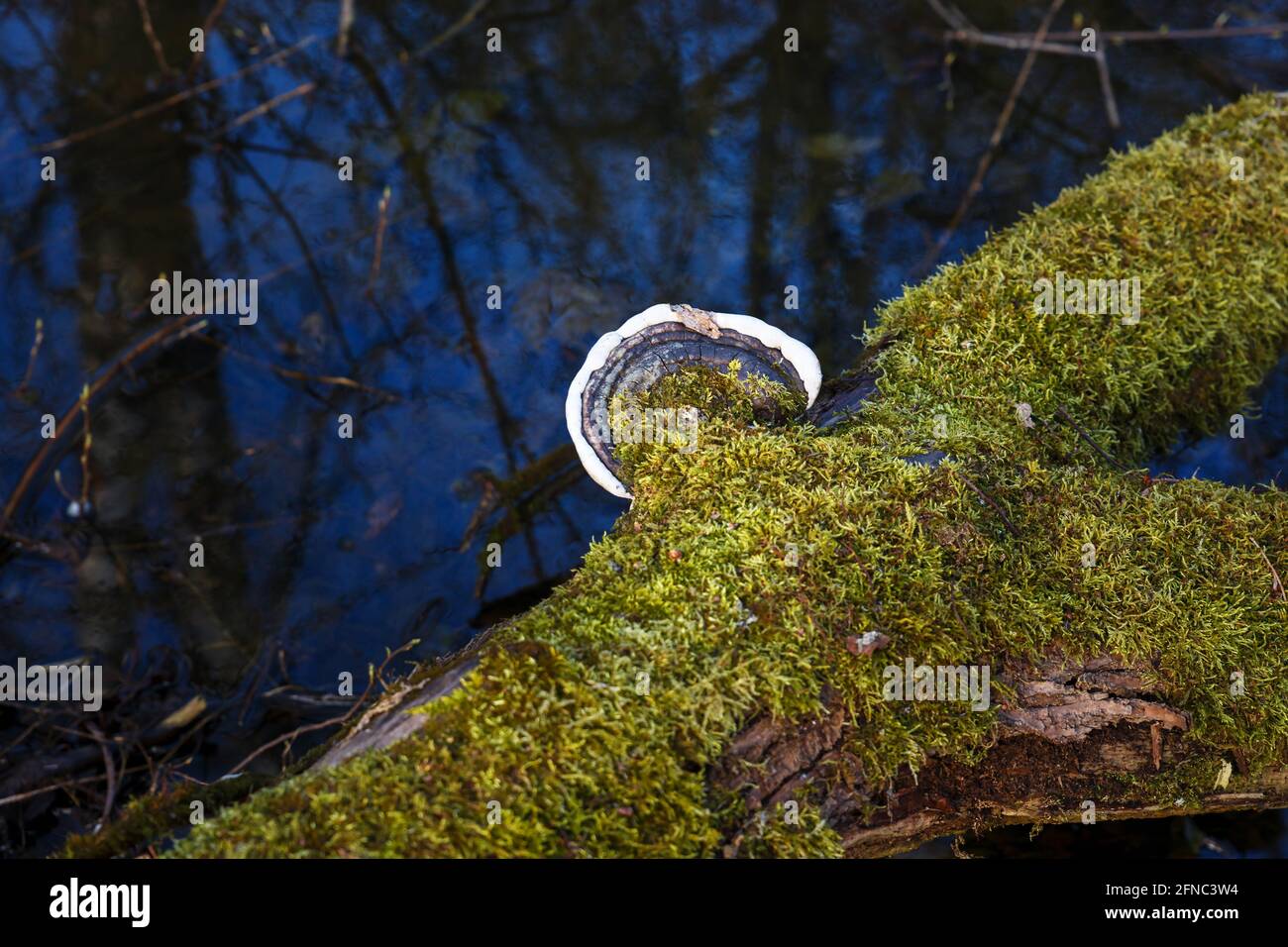 Polypore growing on a fallen tree with green moss. tree lying above the ...