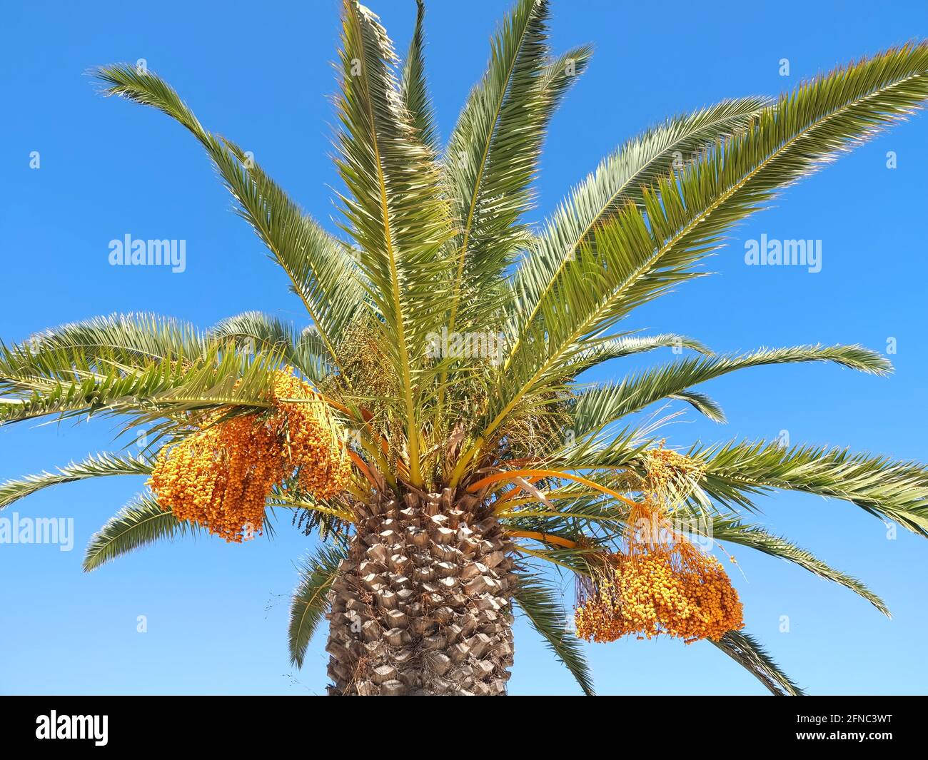 Palm tree with orange dates in front of blue sky Stock Photo - Alamy