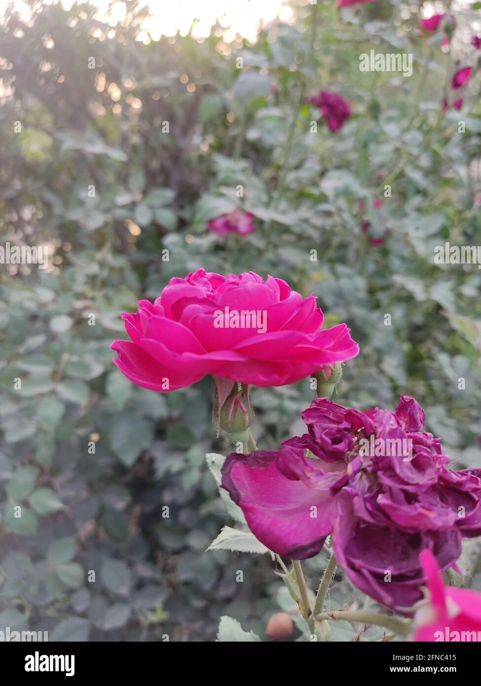 flowers from gardens and lawns in Asian style gardens in Pakistan Stock ...