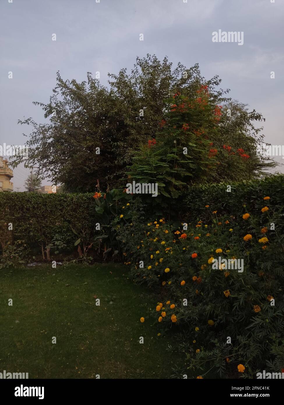 flowers from gardens and lawns in Asian style gardens in Pakistan Stock ...