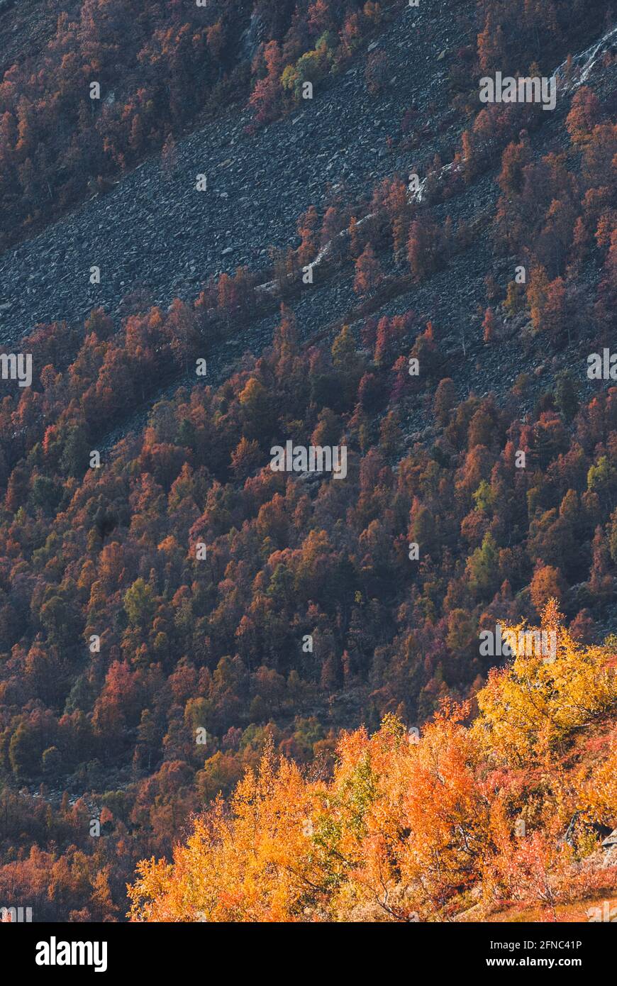 Trees with autumn colors on hillside Stock Photo - Alamy