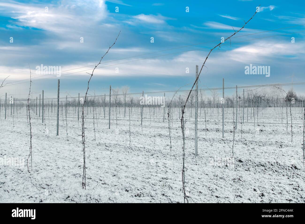 Frosty vineyard hi-res stock photography and images - Alamy