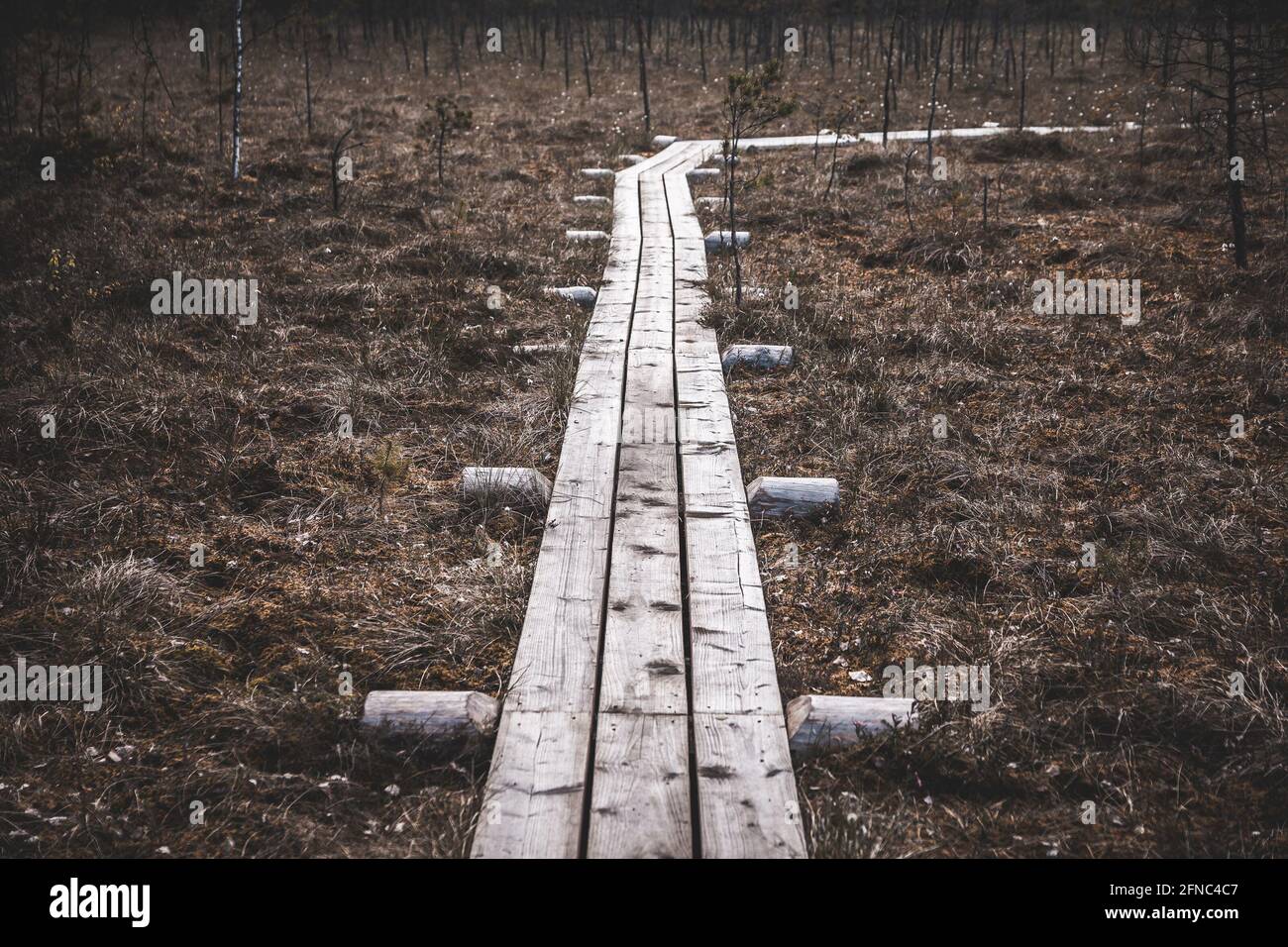 A board road through the swamp Stock Photo - Alamy
