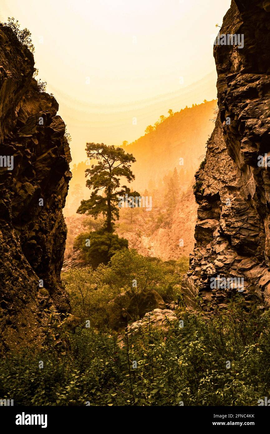 A vertical shot of a fir tree between two rocks on the burning sky ...