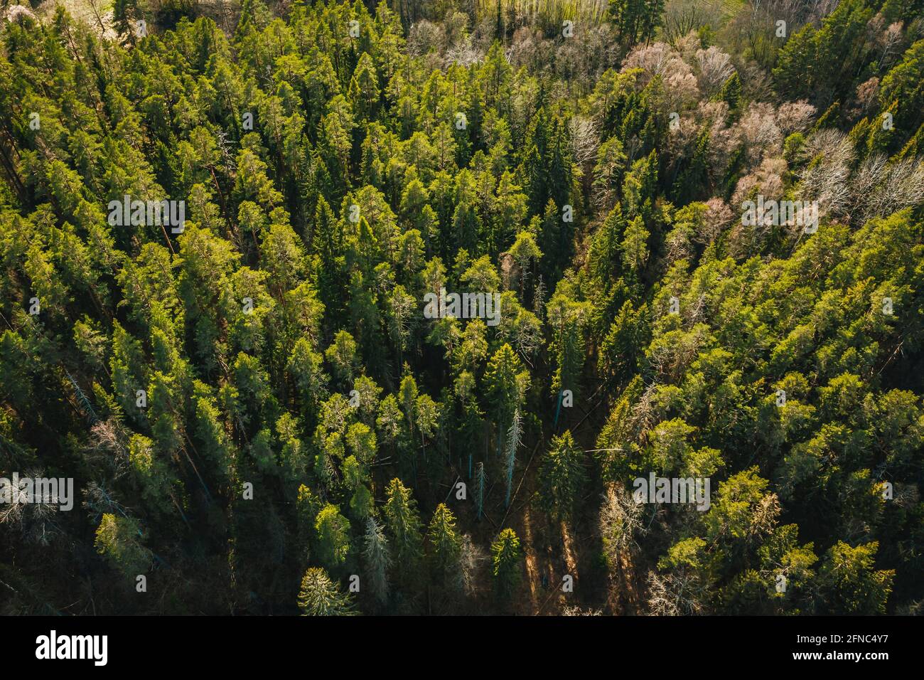 A bird's eye view of green pine forest Stock Photo - Alamy
