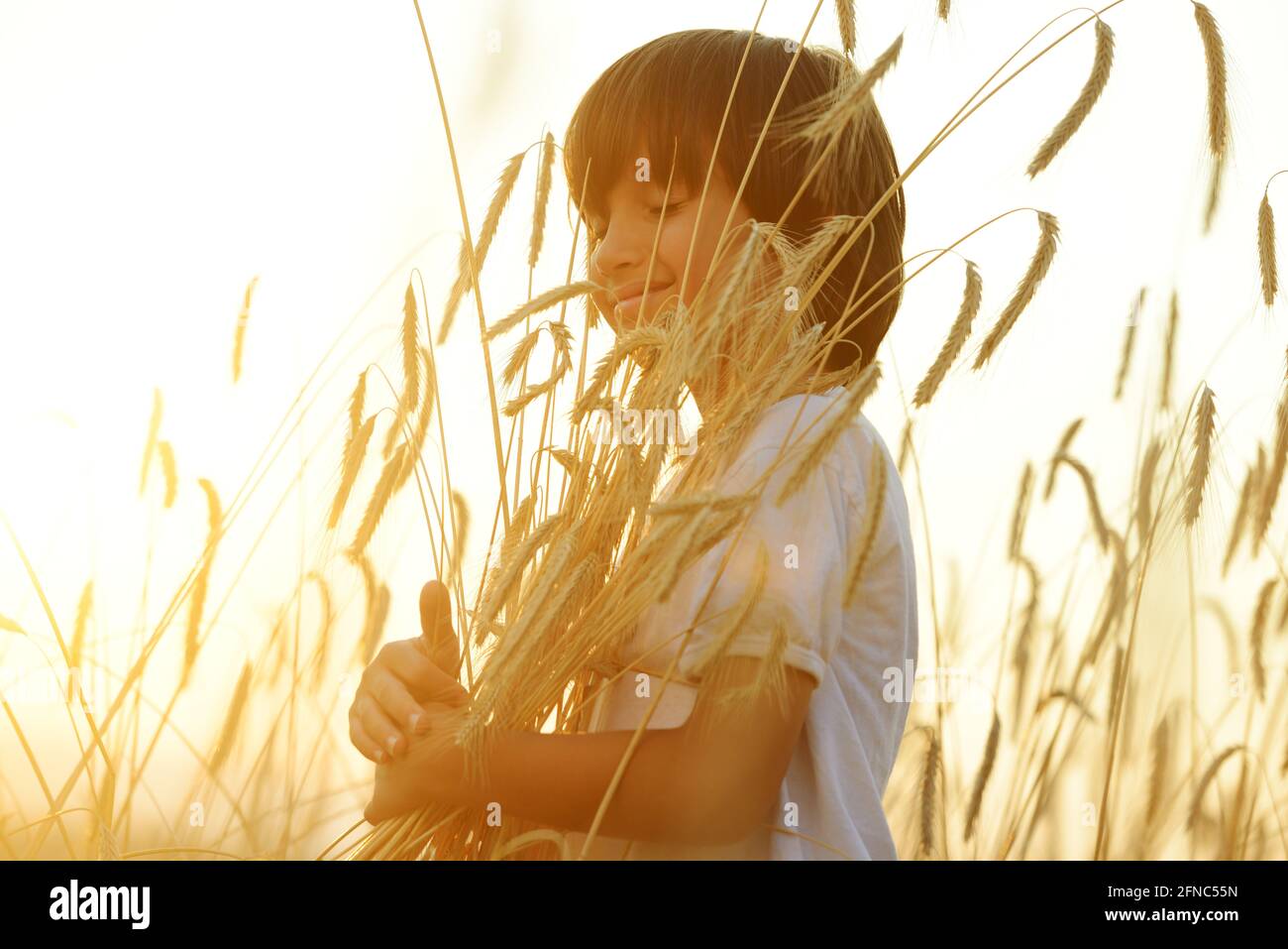 Kid at wheat field hugging harvest grain Stock Photo - Alamy
