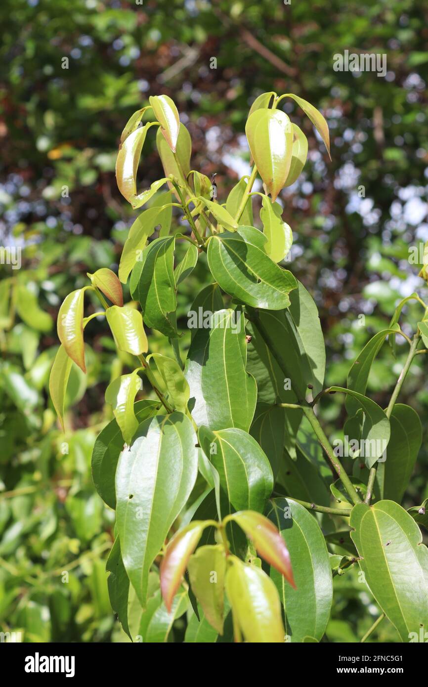 Sri Lankan cinnamon, very famous for spice, this cinnamon tree in the ...