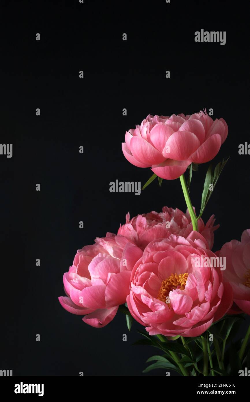 Beautiful pink peonies flowers isolated on dark background. Copy space ...
