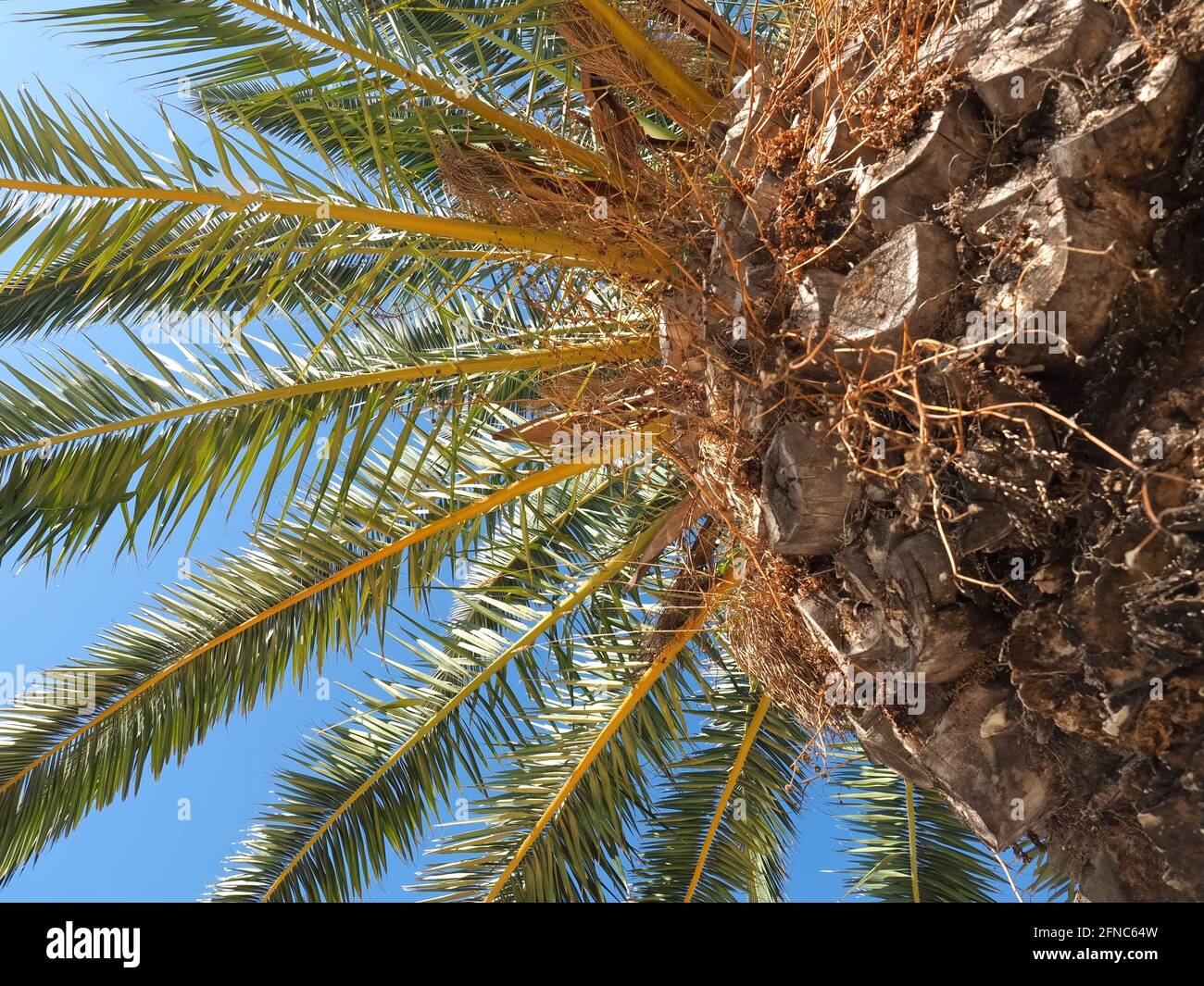 Palm tree island dubai hi-res stock photography and images - Alamy