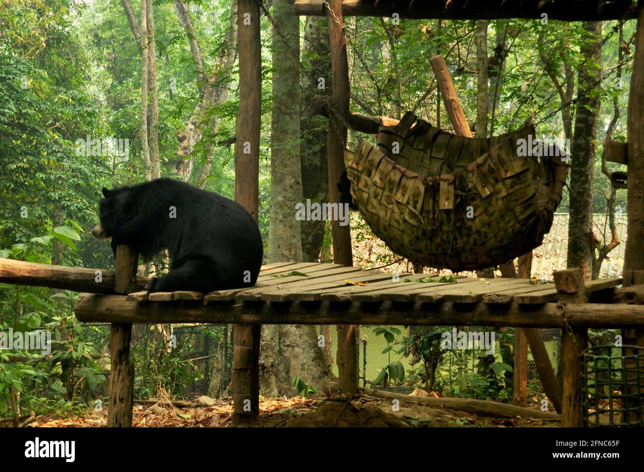 Asian black bear or moon bears relax in cage of Wildlife Sanctuaries ...