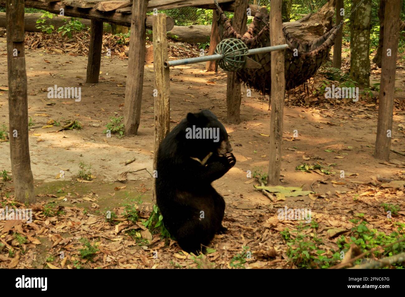 Asian black bear or moon bears relax in cage of Wildlife Sanctuaries ...