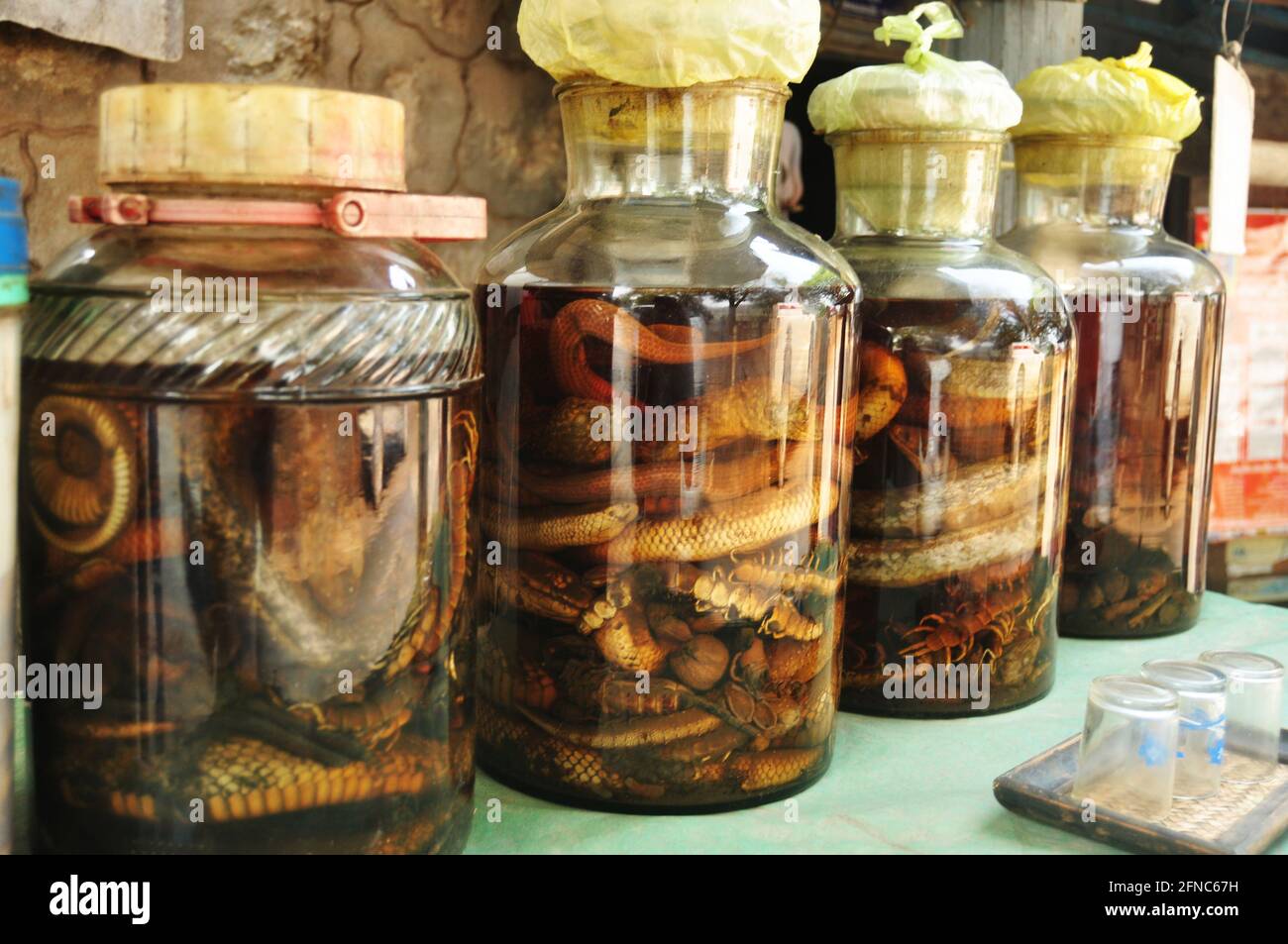 Pickled animals hi-res stock photography and images - Alamy