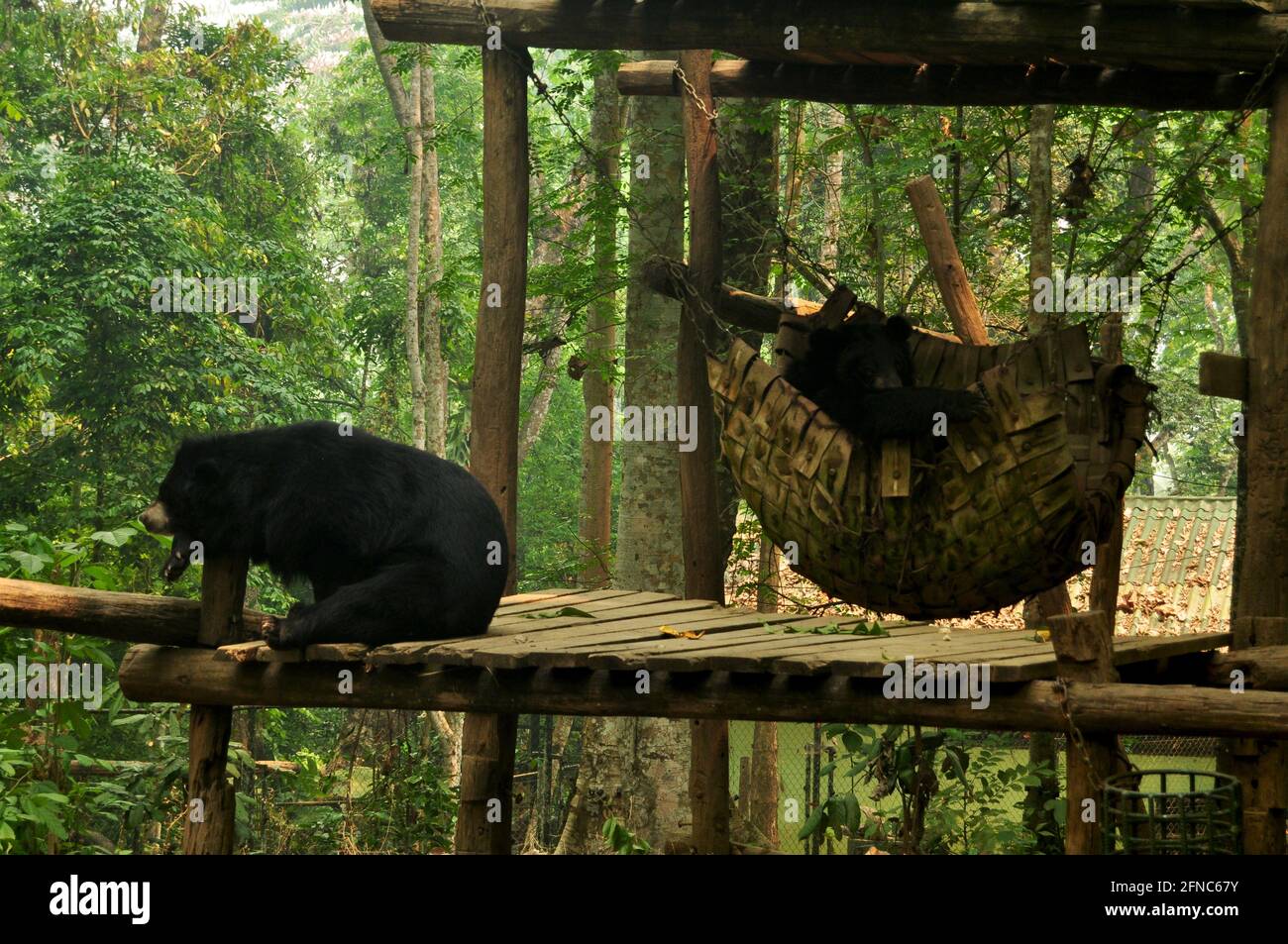 Asian black bear or moon bears relax in cage of Wildlife Sanctuaries ...