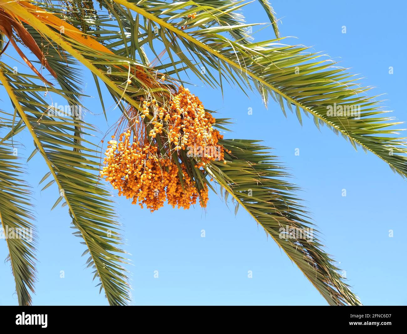 Palm tree with orange dates in front of blue sky Stock Photo - Alamy