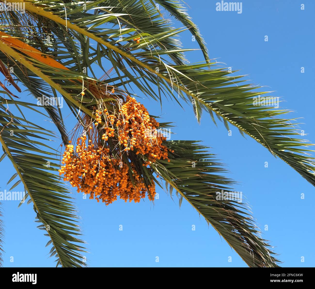 Palm tree with orange dates in front of blue sky Stock Photo - Alamy