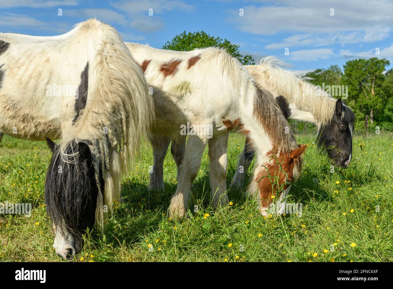 Irish cob horse in a pasture in spring Stock Photo - Alamy