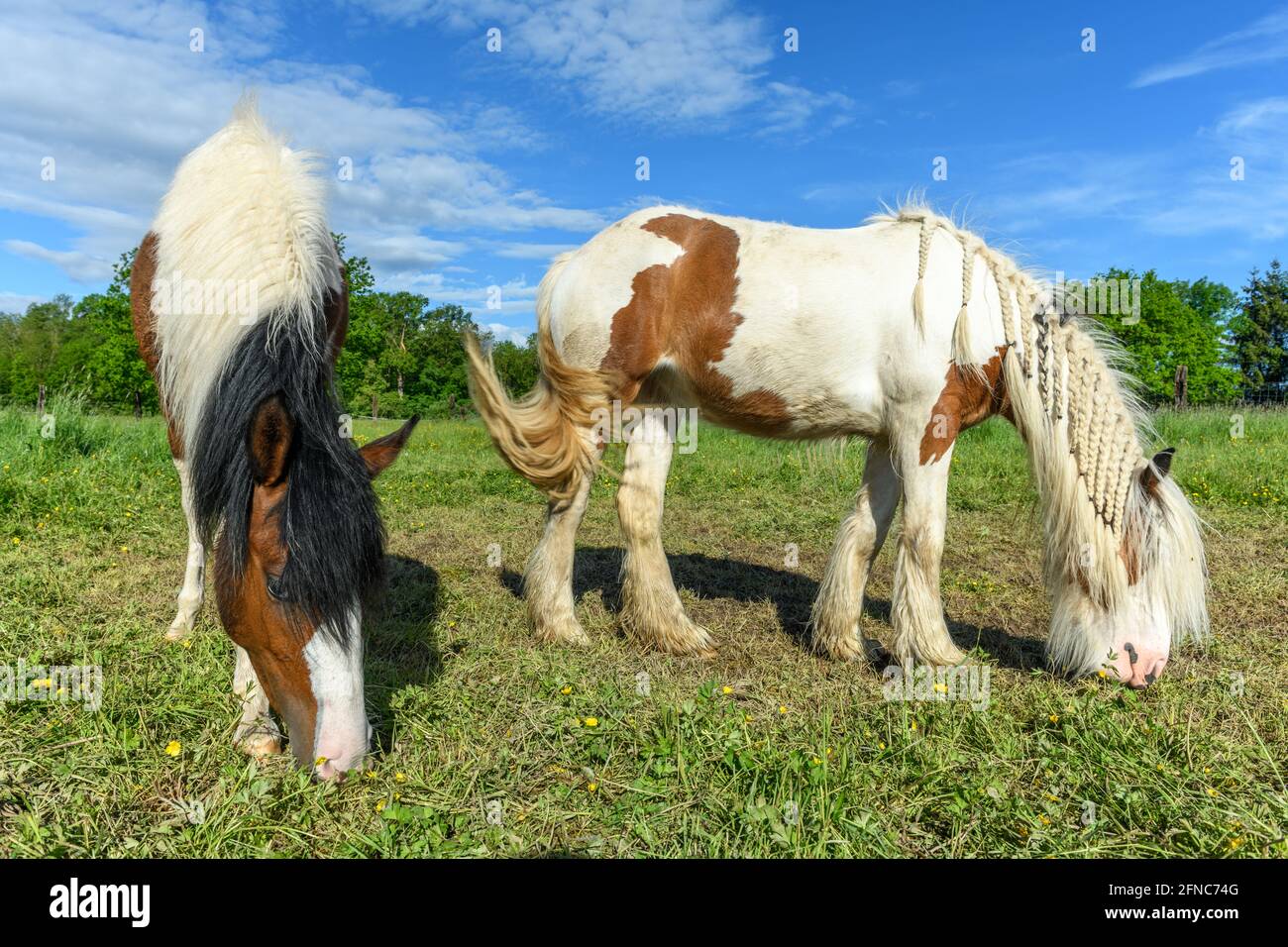 Irish cob horse in a pasture in spring. Horse with mane plaited in ...