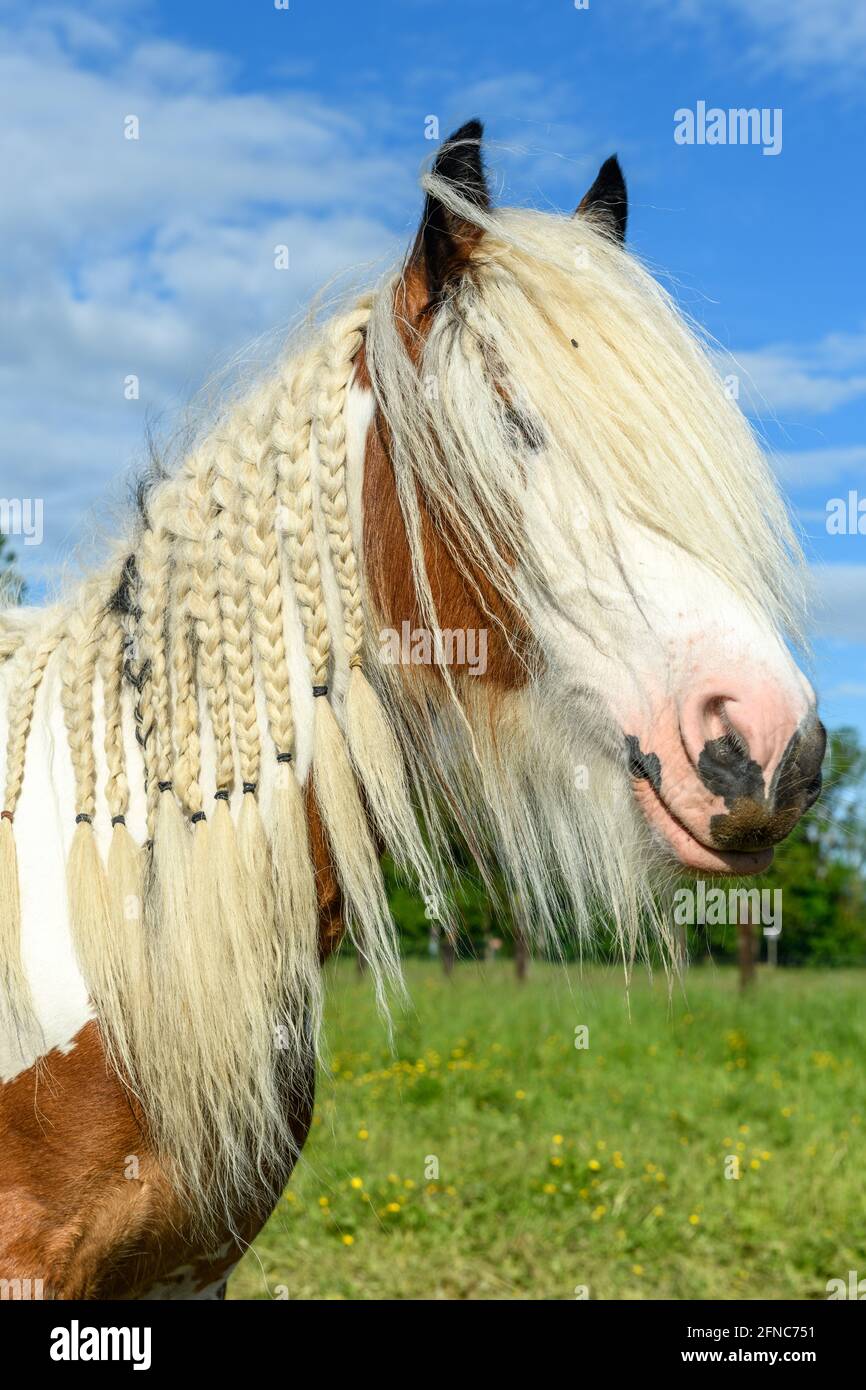 Irish cob horse in a pasture in spring. Horse with mane plaited in ...