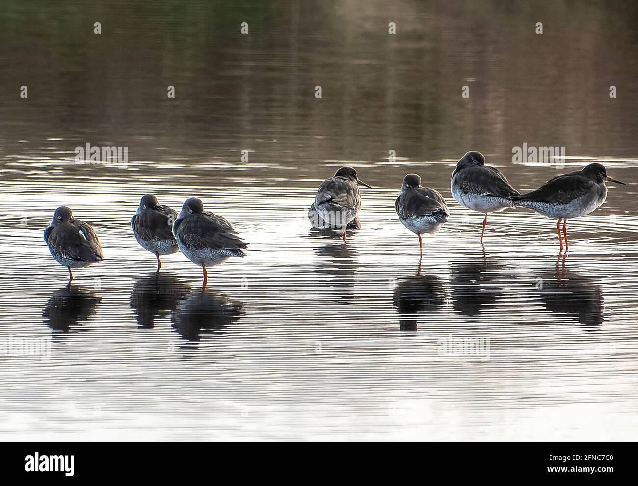 Birds of the seashore hi-res stock photography and images - Alamy