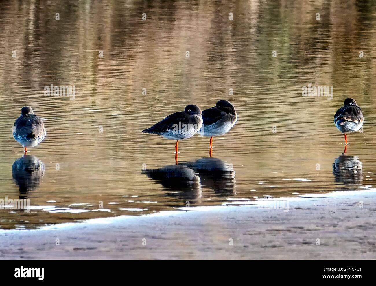 Birds of the seashore hi-res stock photography and images - Alamy